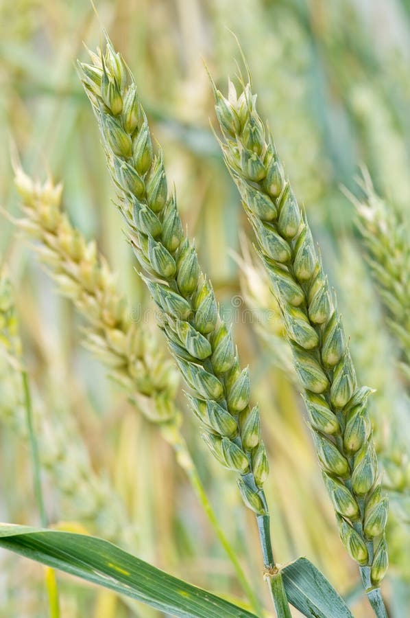 Barley stock photo. Image of plant, summer, season, seasonal - 18210006