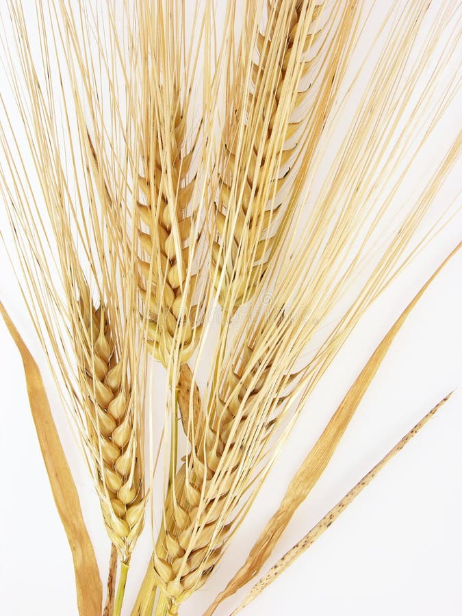 Barley stock photo. Image of heads, cereal, bunch, ears - 18655628