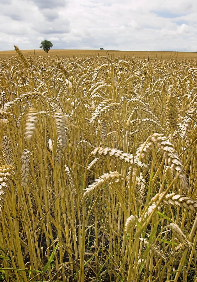 Barley stock photo. Image of cropland, barley, seed, prairie - 190706