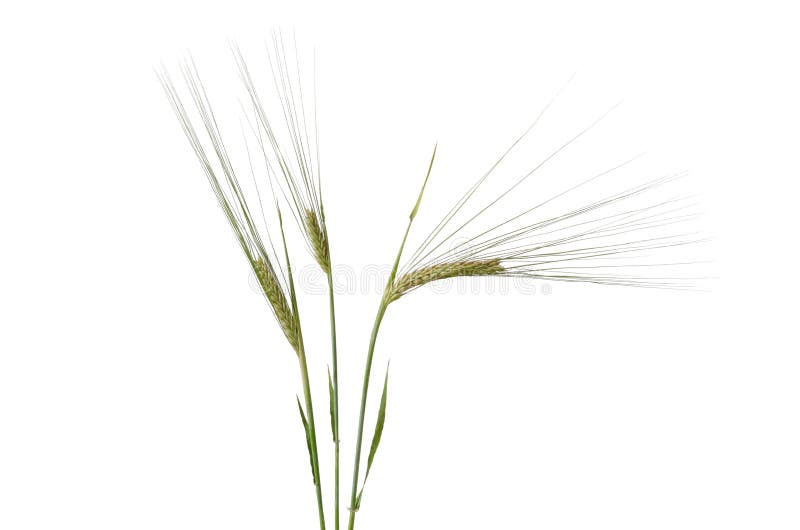 Angel stock photo. Image of glamour, halloween, charming - 27542008