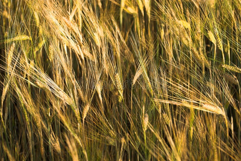 Barley stock image. Image of agriculture, crop, ripe - 23464987