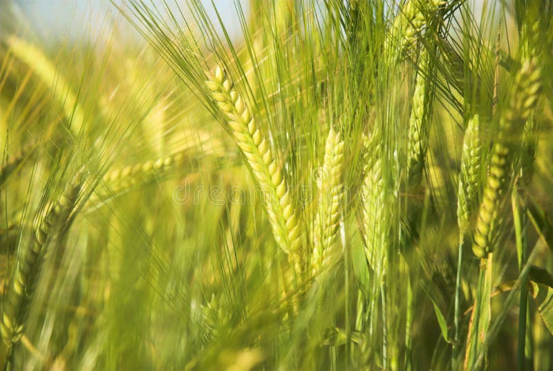 Barley stock image. Image of agriculture, crop, ripe - 23464987