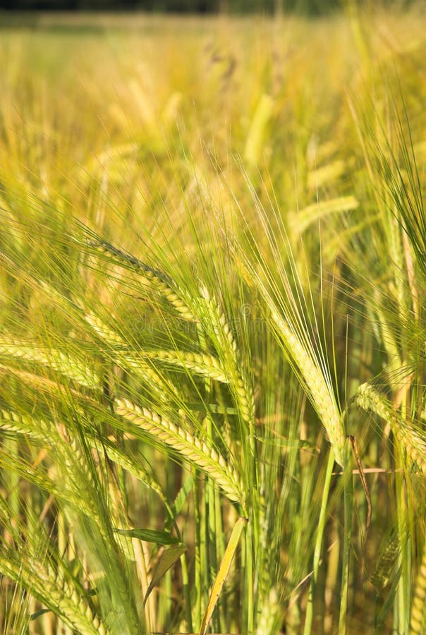 Barley stock image. Image of agriculture, crop, ripe - 23464987