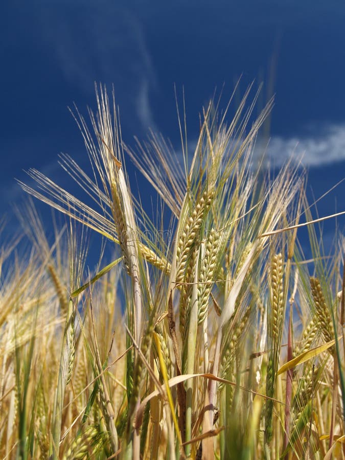 Barley ears stock photo. Image of macro, closeup, harvest - 11750