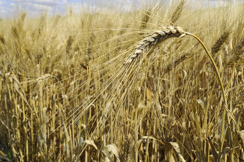 Barley stock image. Image of cultivate, plant, field, harvest - 5782817