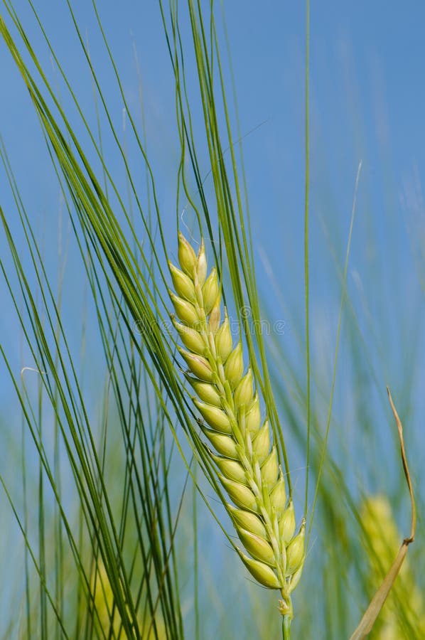 Field of Barley stock image. Image of closeup, hordeum - 94932623