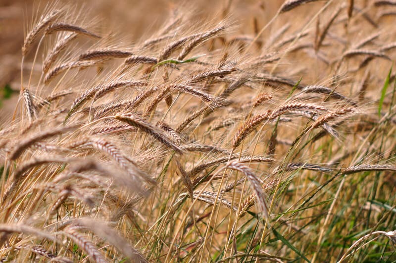Barley stock photo. Image of agriculture, farming, background - 41239348