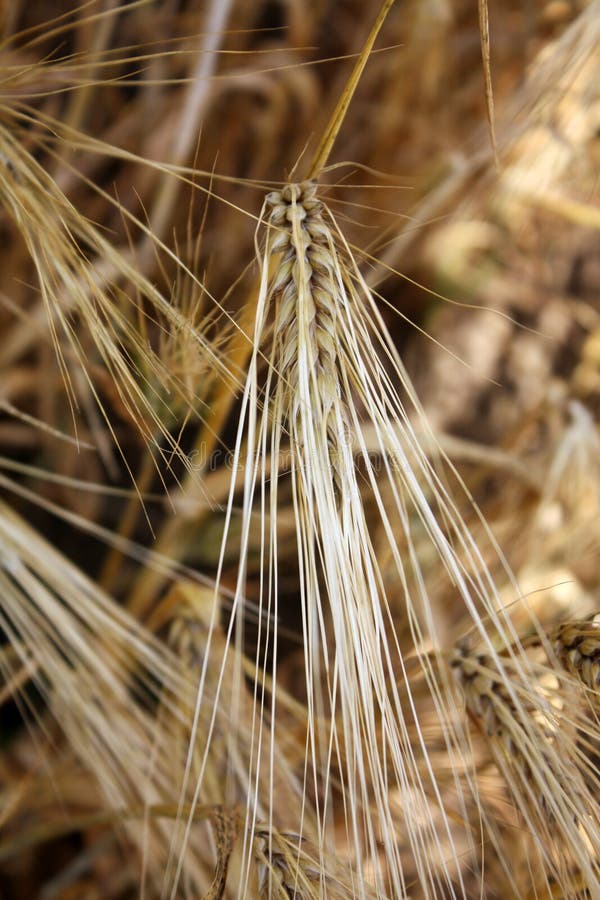 Barley background stock photo. Image of food, wheat - 101602752