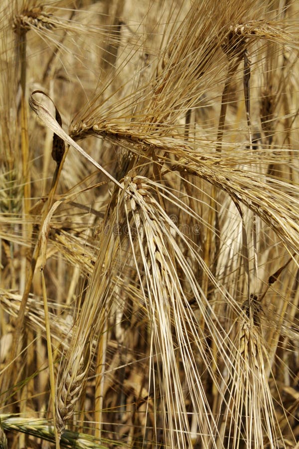Barley background stock image. Image of farm, food, summer - 101597667