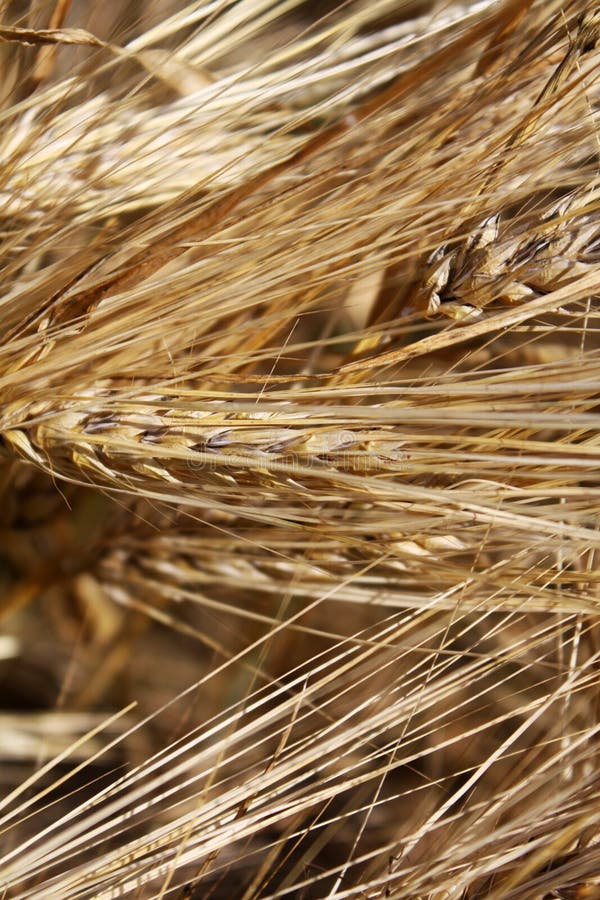 Barley background stock photo. Image of food, wheat - 101602752
