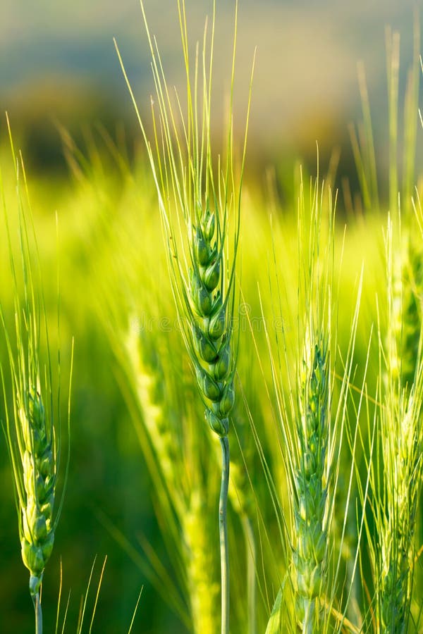 Barley background stock image. Image of cereal, countryside - 59603575