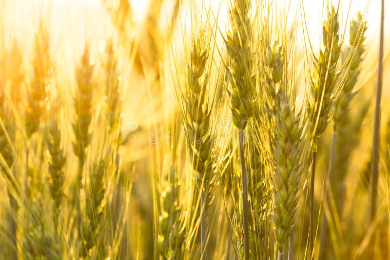Barley background stock image. Image of cereal, countryside - 59603575