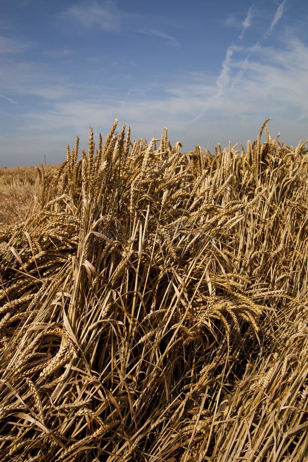 Straw of soya stock image. Image of empty, soybean, stalk - 16612229