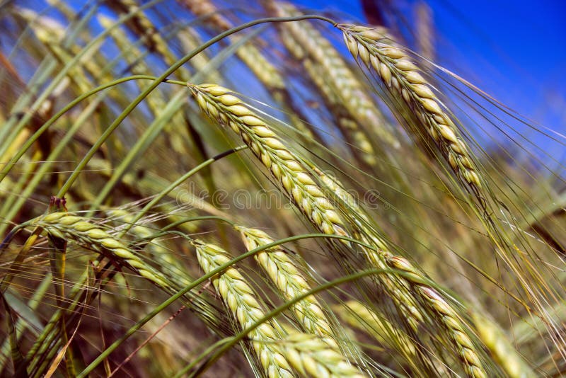Barley on the Blue Sky Background Stock Image - Image of cultivated ...