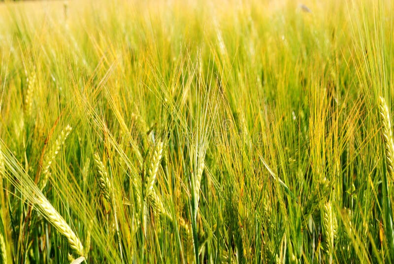 Barley Close up stock photo. Image of close, backgrounds - 43216064