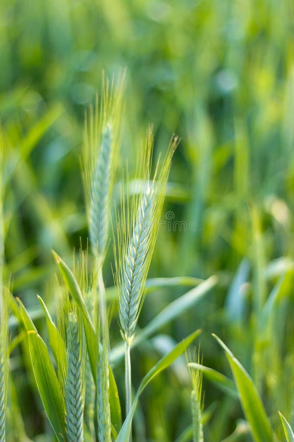 Barley seedlings stock photo. Image of barley, grow, closeup - 8851194
