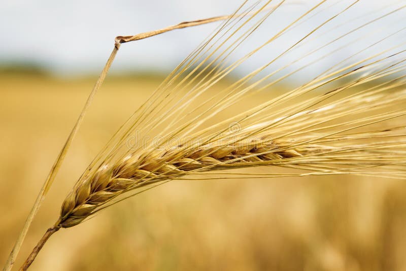 Barley stock photo. Image of crop, stalk, texture, food - 98221974