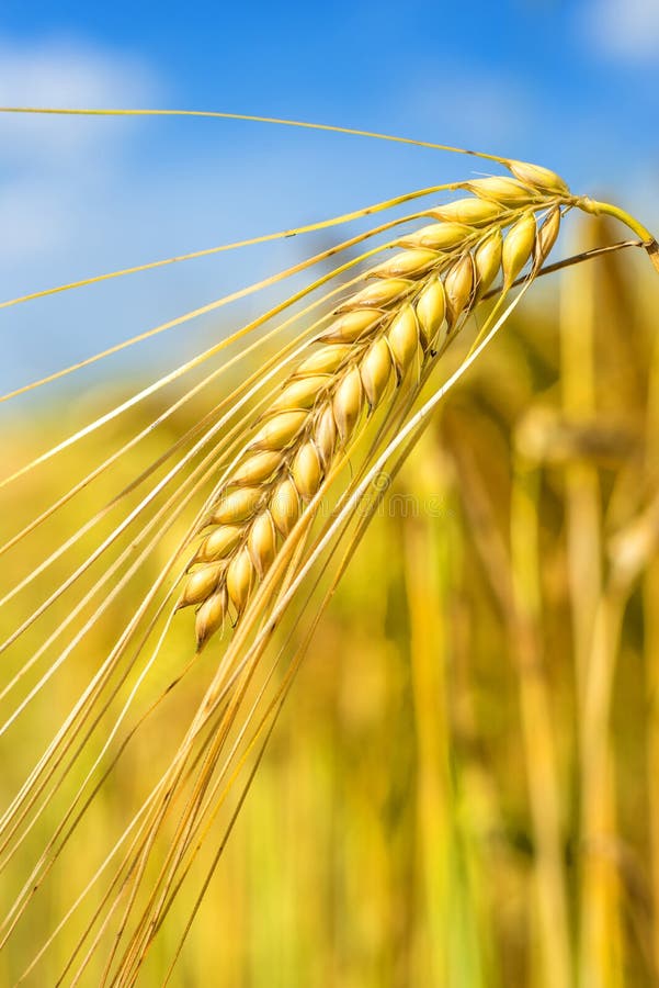 Wheat stock image. Image of grain, crop, healthy, closeup - 18811277