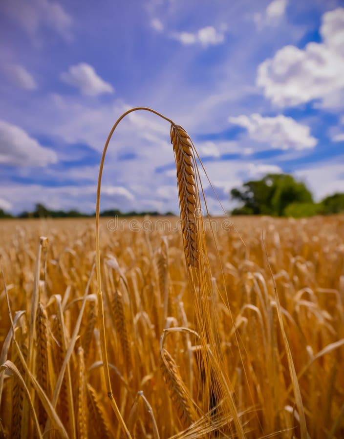 Ready to Harvest Barley stock photo. Image of frame, cereal - 32471828