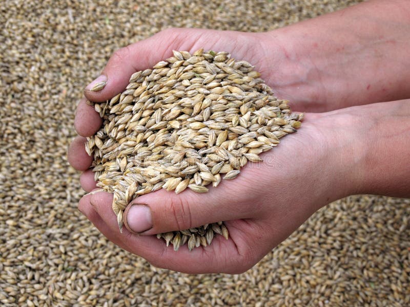 Barley corns 2 stock photo. Image of farm, rich, country - 20940850