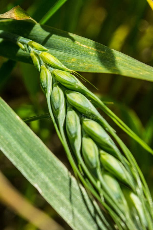 Barley. Country, farm. stock photo. Image of crop, field - 113639020