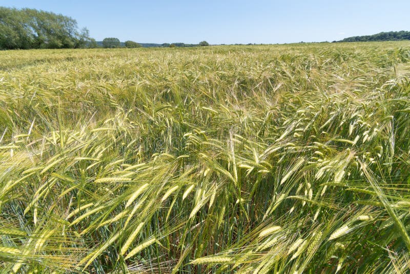 Barley crop stock image. Image of industry, growth, agricultural ...