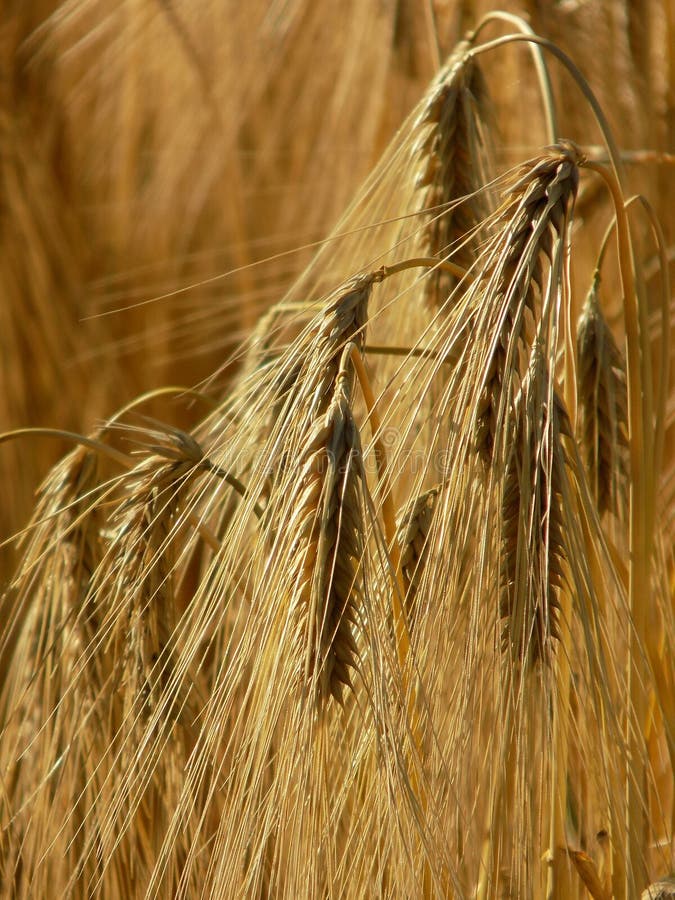 Barley crop stock photo. Image of crop, farm, agriculture - 95847458
