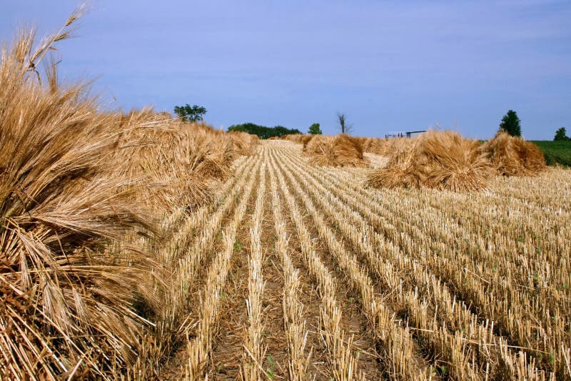 Barley crop harvest stock image. Image of crop, harvest - 3851963