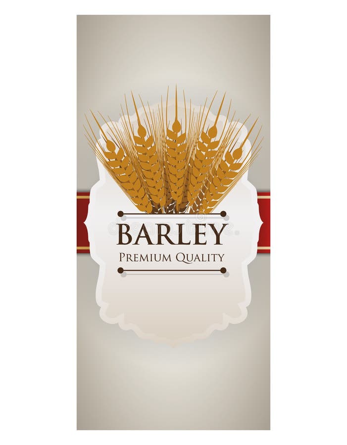 Barley design stock vector. Illustration of cereal, agriculture - 60464311