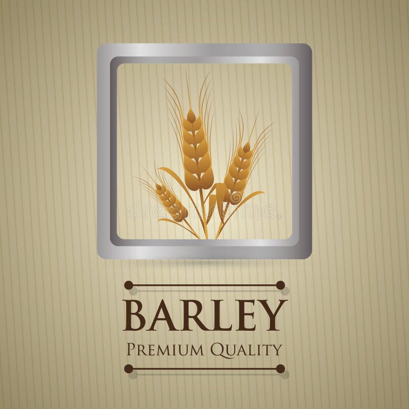 Barley design stock vector. Illustration of barley, nature - 60474309