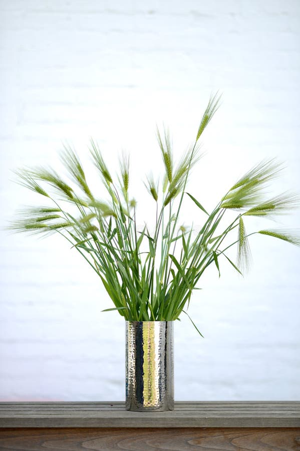 Barley stock photo. Image of silver, home, living, grass - 85804012