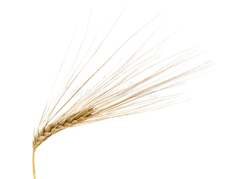 Barley Ear Isolated on White Stock Image - Image of crop, grass: 9959149