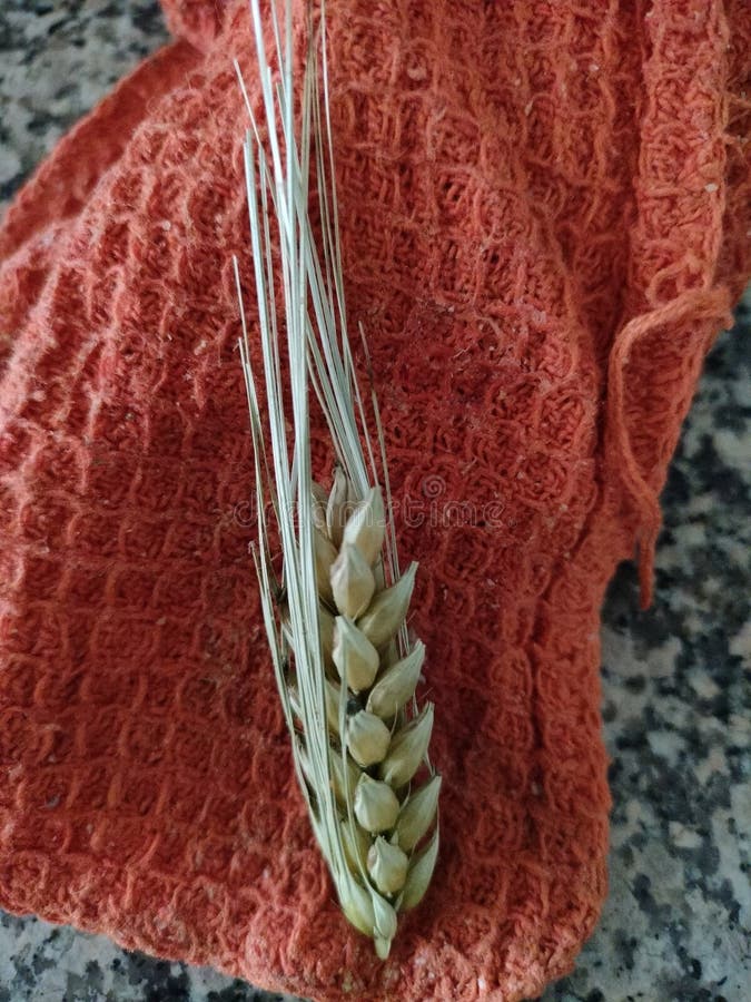 Earon Stock Photos - Free & Royalty-Free Stock Photos from Dreamstime