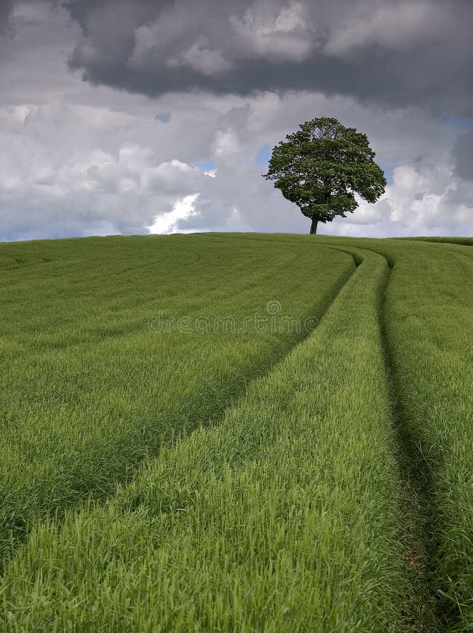 Barley Field stock photo. Image of agricultural, cloudy - 131880