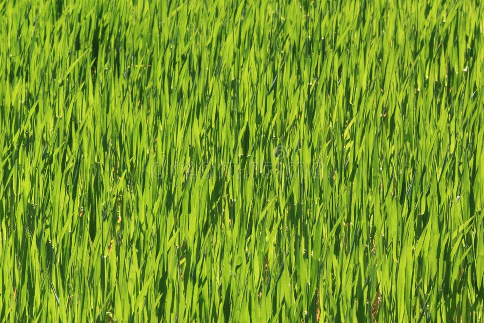 Barley field stock image. Image of grass, nature, plants - 22432007