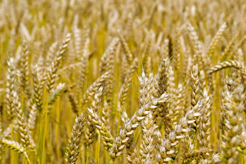 Tree in Barley field stock photo. Image of horticulture - 26093566