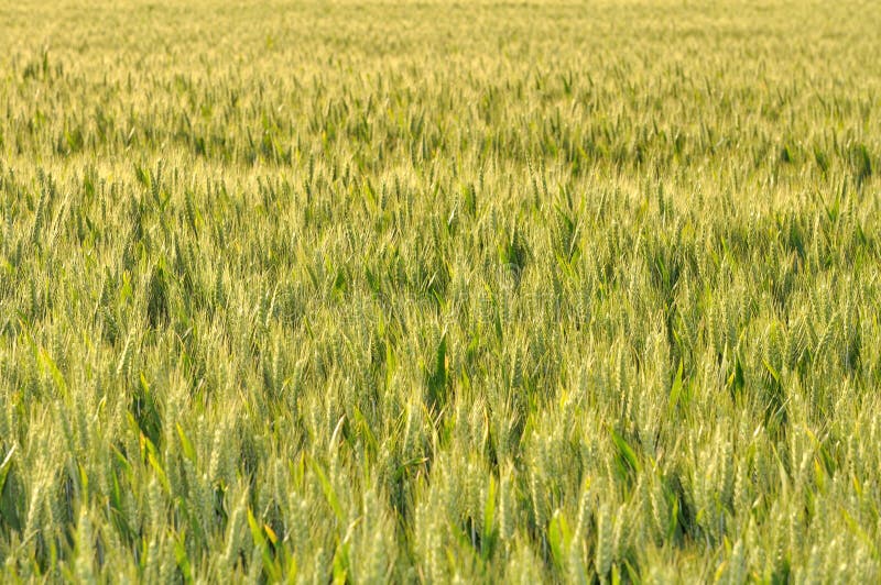 Barley field stock photo. Image of fodder, grass, background - 25228228