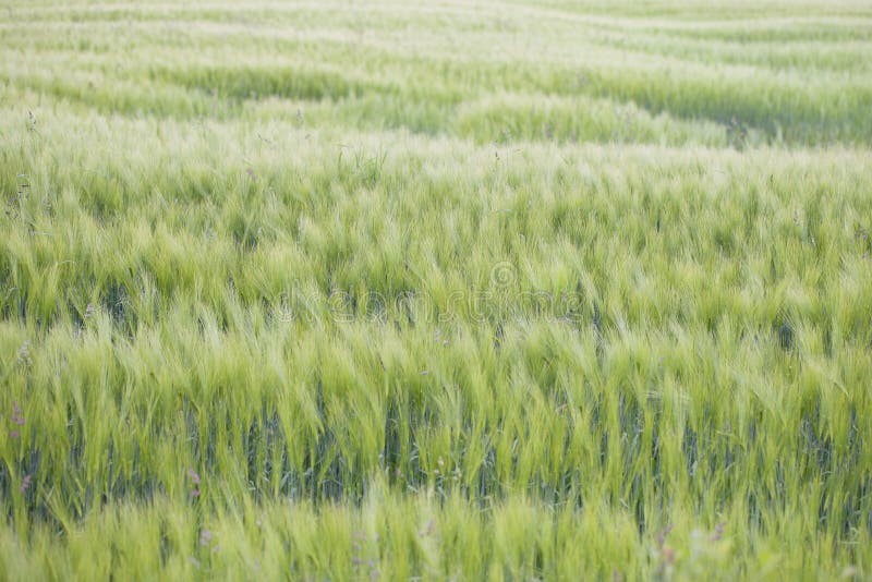 Barley field. stock photo. Image of farming, corn, farm - 25293478