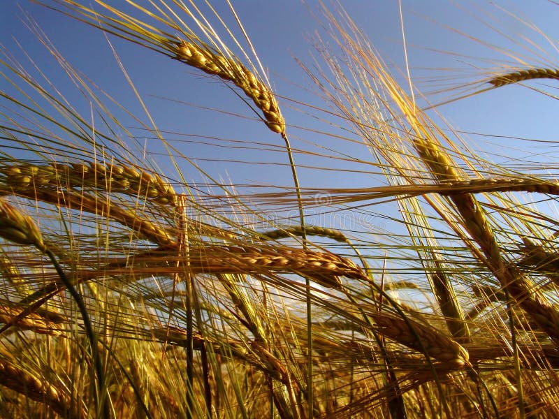 Barley field 3 stock photo. Image of grain, farmland, agricultural ...