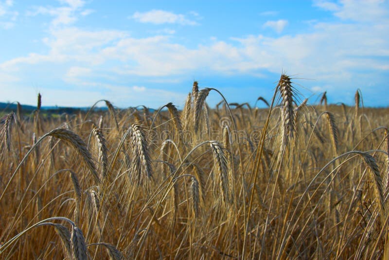 Barley field stock photo. Image of barley, autumn, fall - 5363616