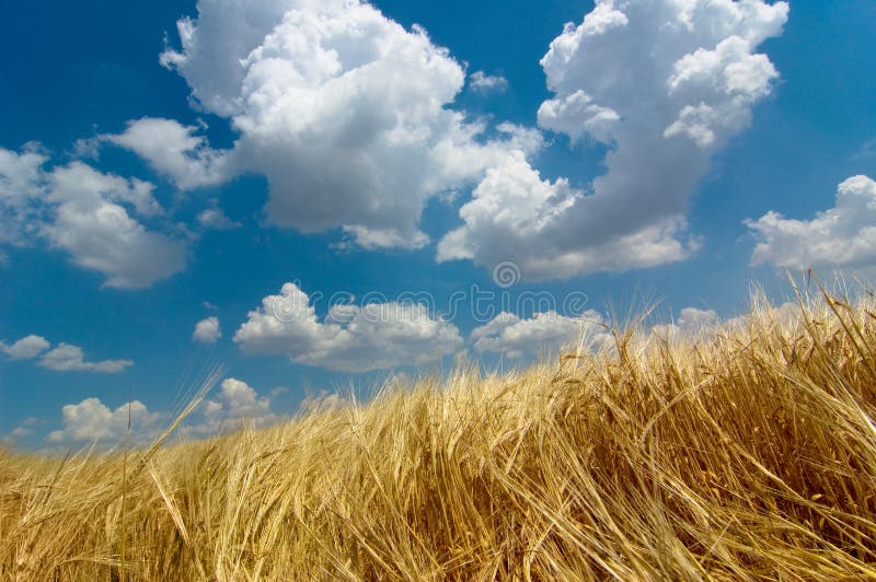 Danish Summer field stock image. Image of straw, farming - 25853749