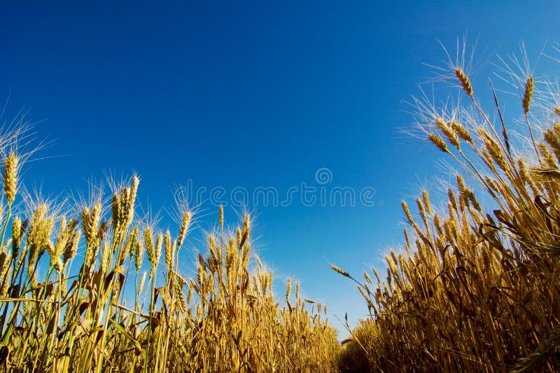 Barley field stock image. Image of grass, summer, crop - 6180455
