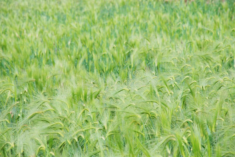 The Barley Field Background Stock Image - Image of stalk, leaf: 10537575