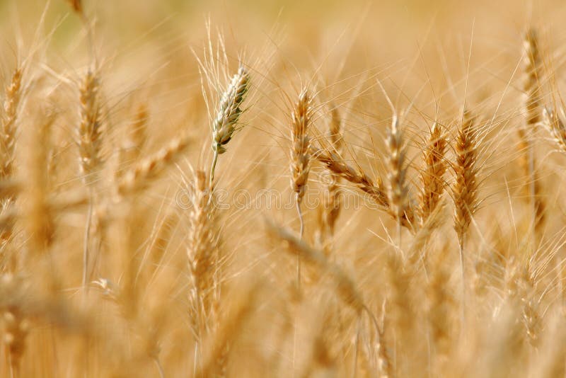 Barley field stock image. Image of detail, harvest, farming - 39712655