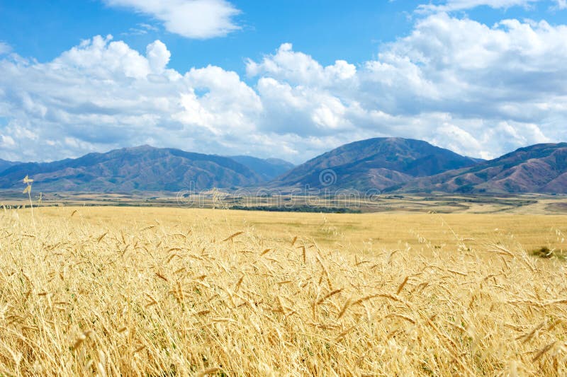 Barley Field on a Background of Mountains Stock Image - Image of ...