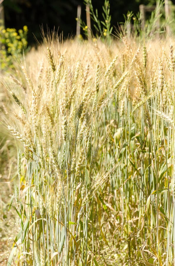 Barley field background stock image. Image of landscape - 49775155