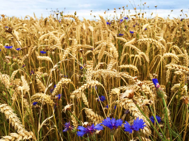Barley Field with Blue Cornflowers Stock Image - Image of germany ...