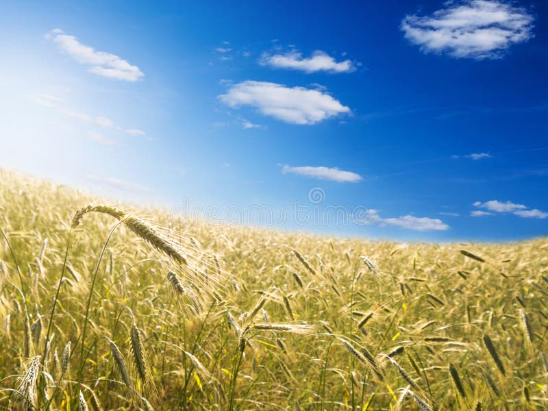 Barley field stock photo. Image of horizontal, crop, blue - 32365970
