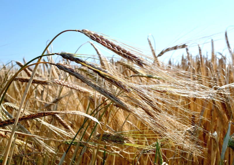 Barley Field. Closeup of Ears of Corn in a Danish Stock Photo - Image ...