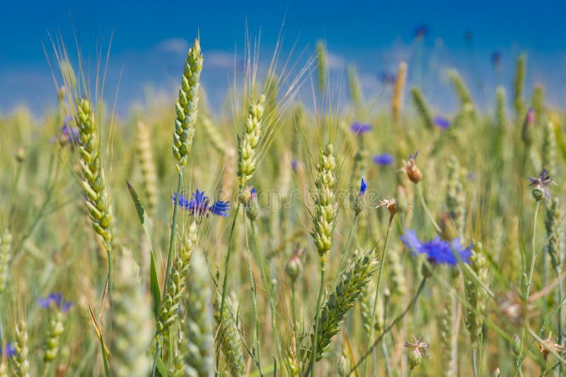 Barley Field with Cornflowers Stock Photo - Image of rural, beauty ...